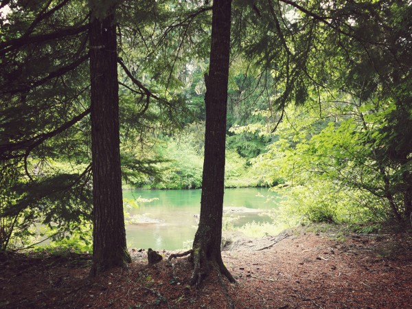 ShareFaith Media » Forest Trees Christian Worship Background ...