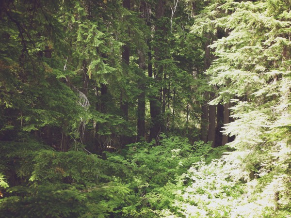 ShareFaith Media » Forest Trees Nature Church Worship Background ...