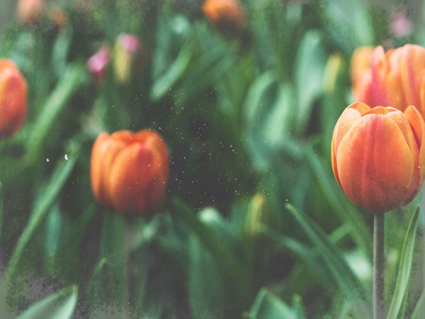 ShareFaith Media » Spring Forward Tulip Church Worship Background ...