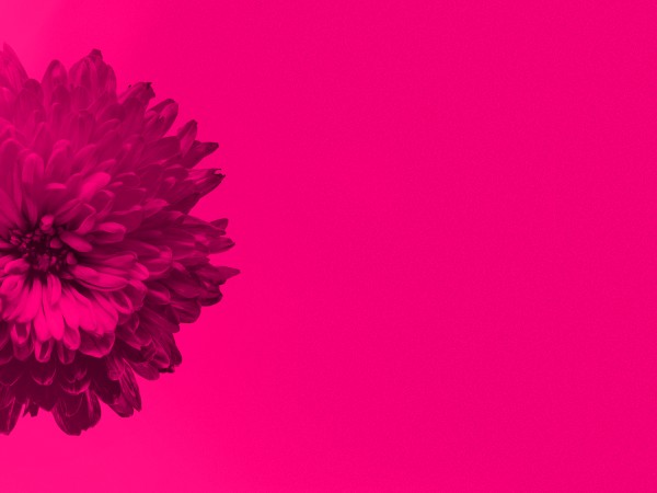 ShareFaith Media » Women’s Bible Study Pink Worship Background ...