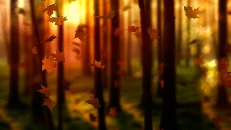 ShareFaith Media » Fall Woods: Offering Motion – ShareFaith Media