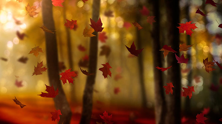 ShareFaith Media » Fall Woods: Trivia Countdown – ShareFaith Media