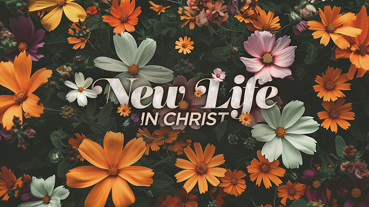 ShareFaith Media » New Life In Christ: Title Graphics – ShareFaith Media